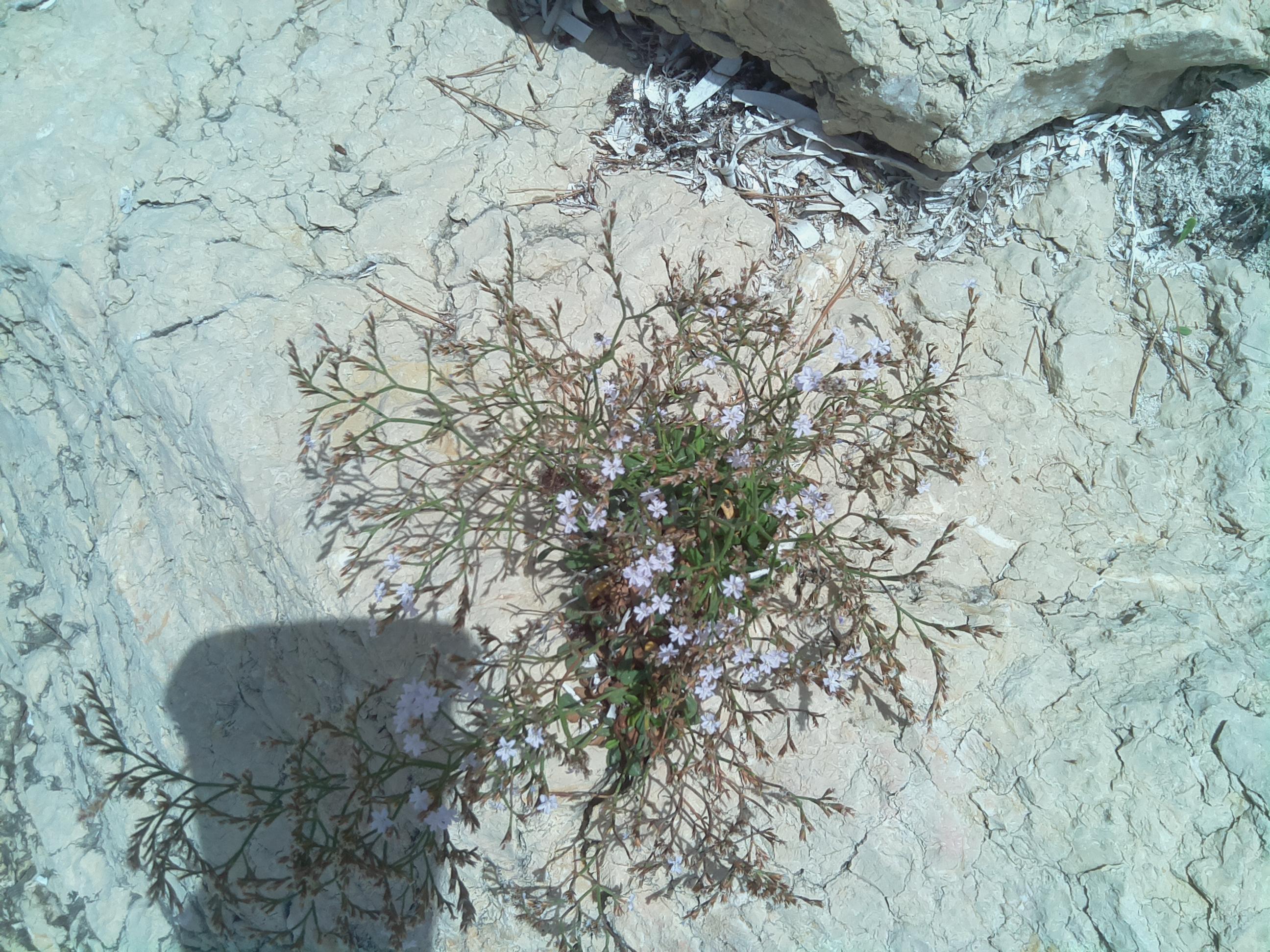 Insect detection on flowers Object Detection Dataset by ProiectPractica