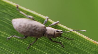 Pest_id Object Detection Dataset and Pre-Trained Model by Pest Dectetion