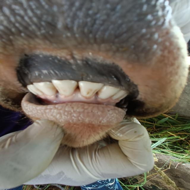 Cow Dentition Object Detection Dataset By Cow Dentition