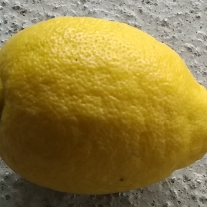 lemon_sorter Object Detection Model by DUONG