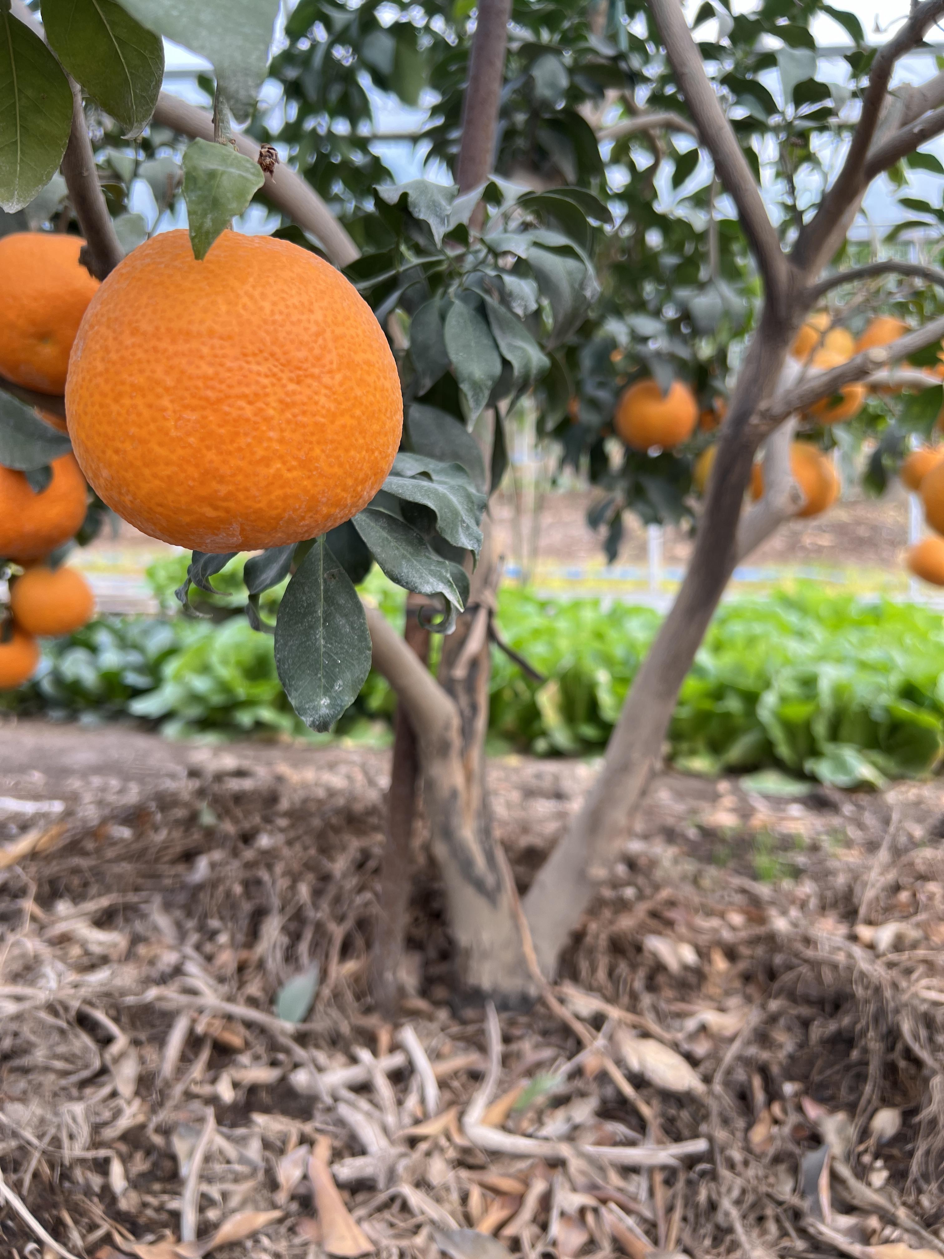 oranges Object Detection Dataset by hzt