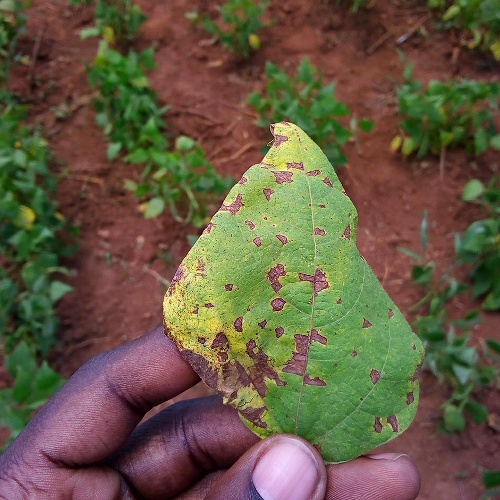 bean-leaf Object Detection Model by object detection