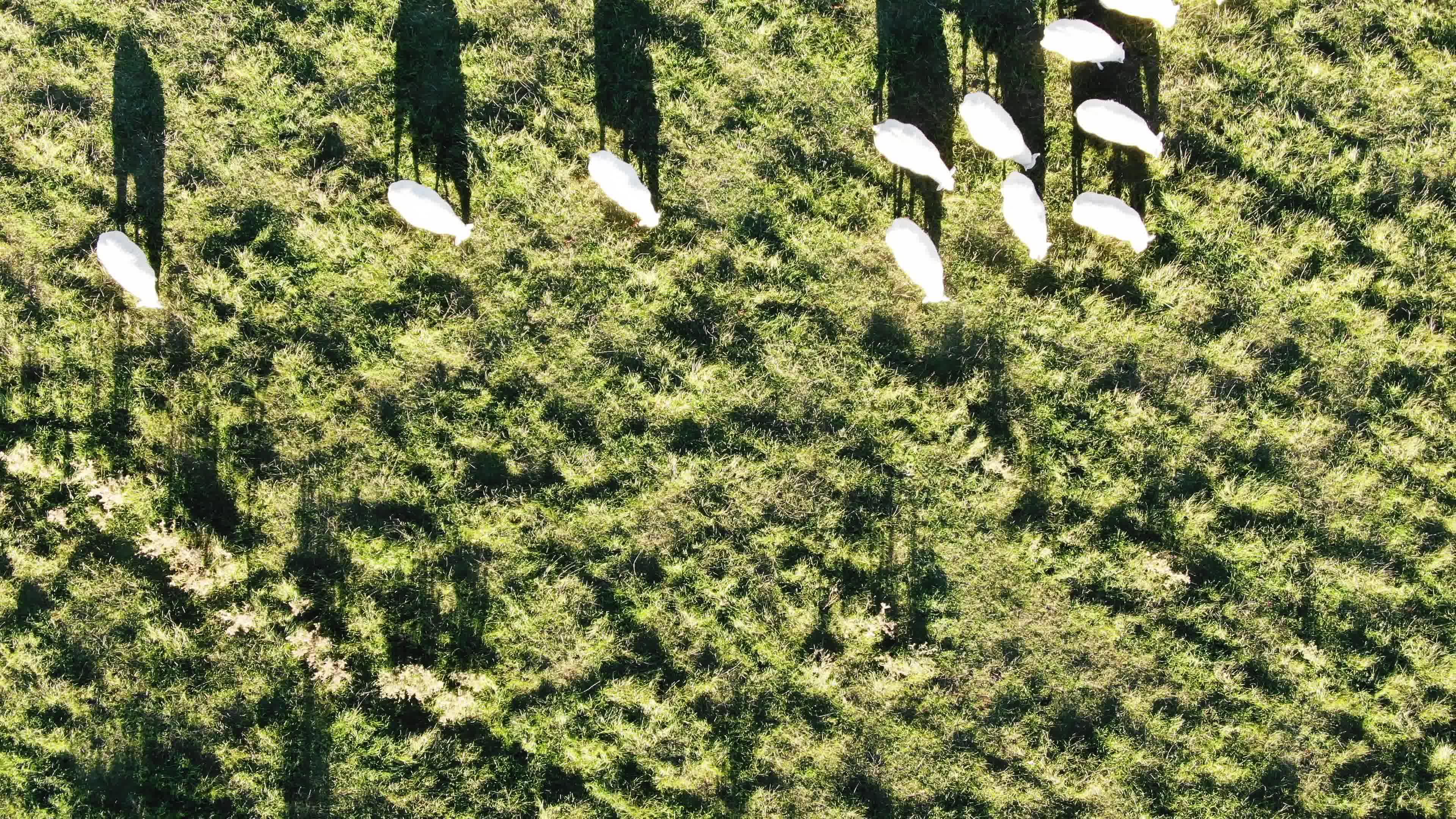 Sheep Detection Object Detection Dataset By University