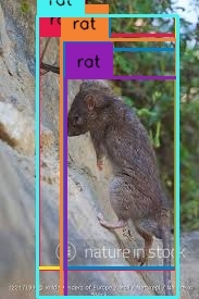 rat Object Detection Dataset by PESTDETECTOR