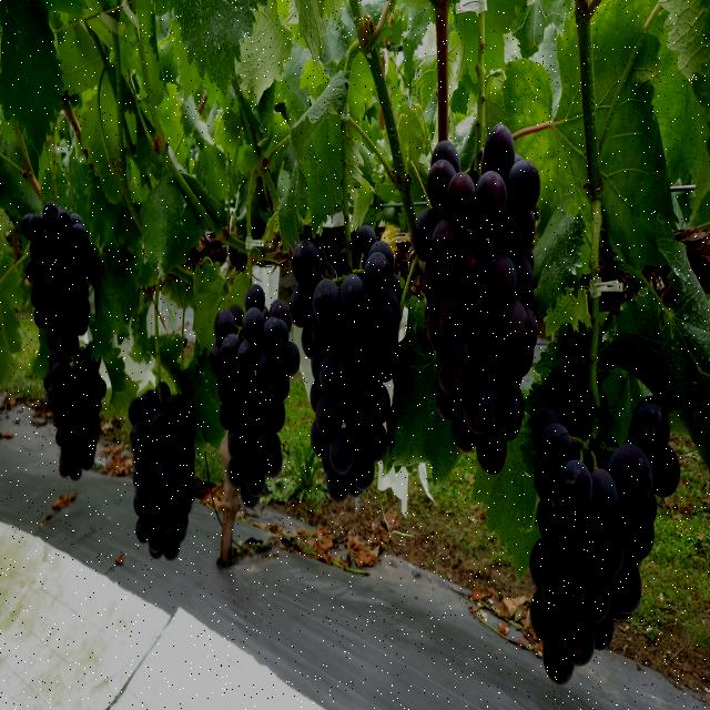 DataSets_One Object Detection Model by Arab Academy for Science ...