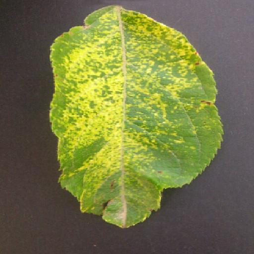 Smart apple orchard monitoring - Roboflow Universe