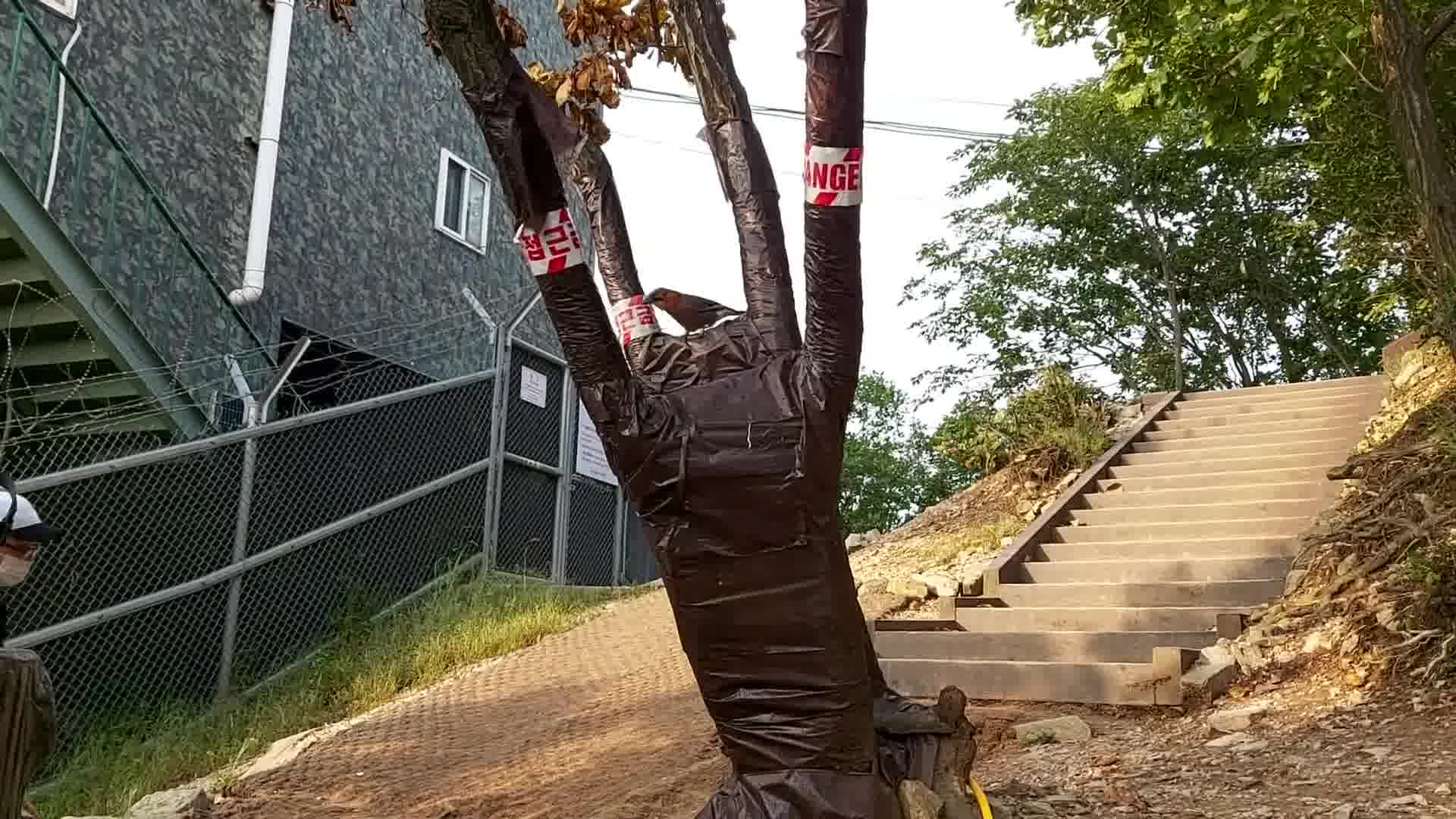 jay Object Detection Dataset by project-iiumn