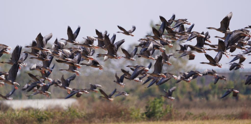 Birds Detection Object Detection Dataset By Project Iiumn