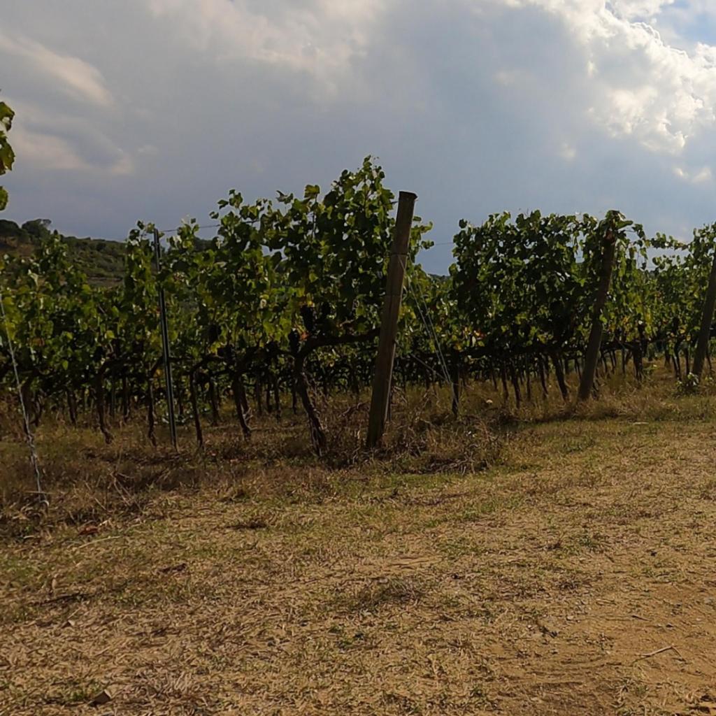 Grape Clusters Detection Object Detection Dataset and Pre-Trained Model ... Grape Clusters Detection Object Detection Dataset and Pre-Trained Model ...