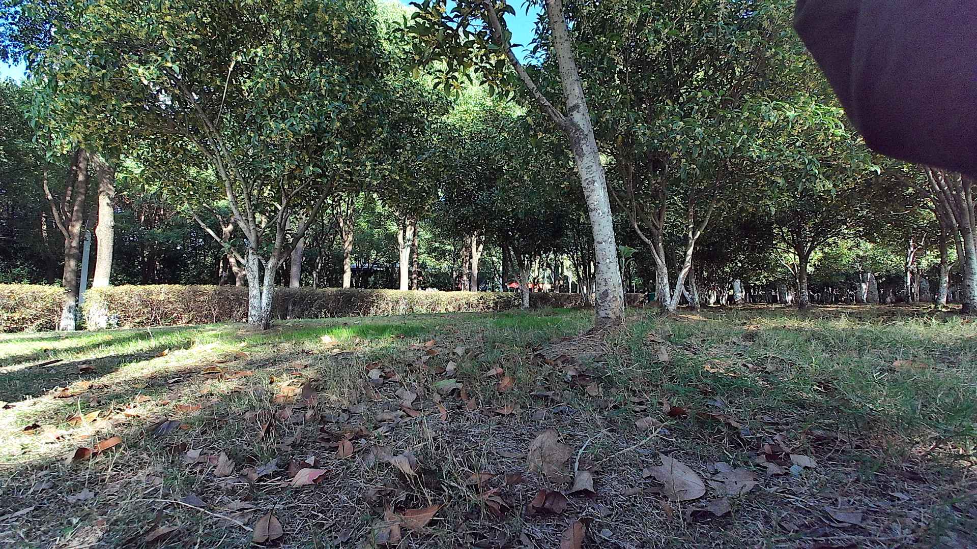 lawn Instance Segmentation Dataset and Pre-Trained Model by Lee