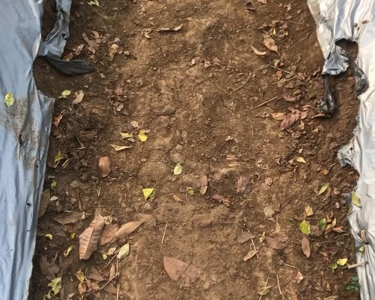 row crop Instance Segmentation Dataset and Pre-Trained Model by row crop