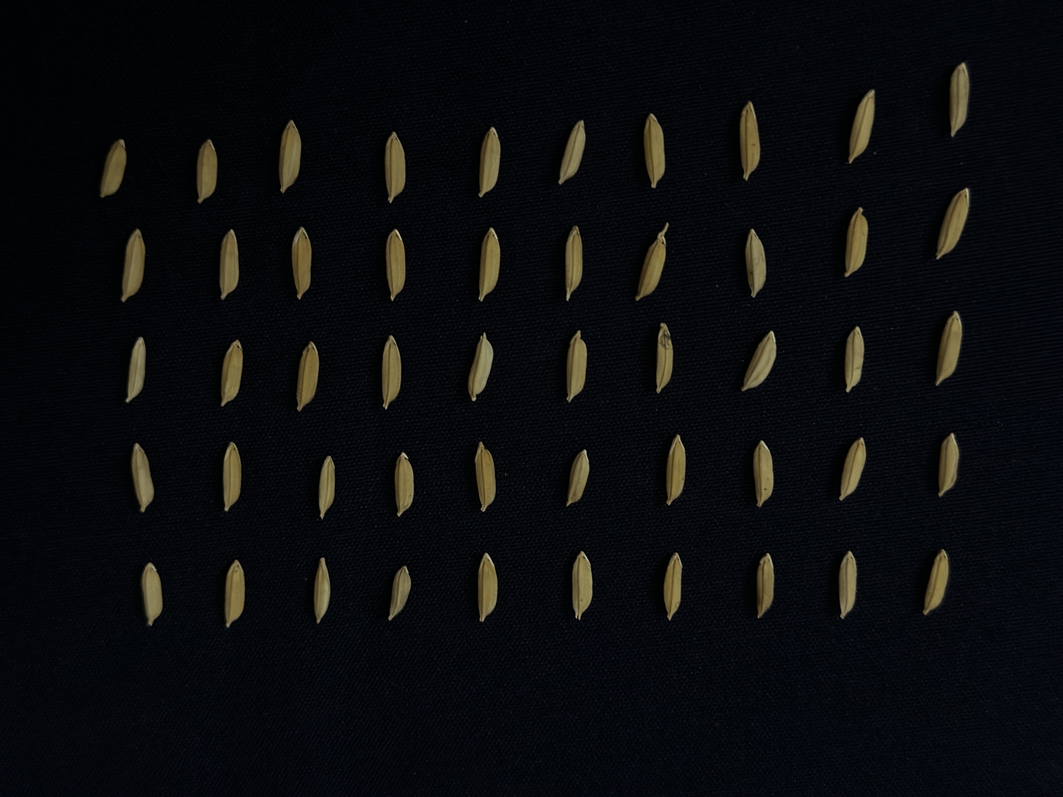 Paddy Object Detection Dataset by Tejaswi