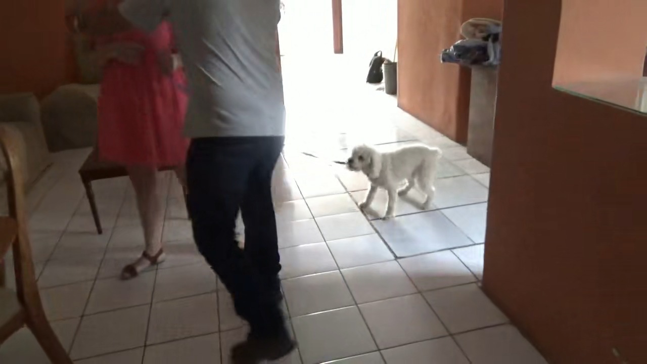 How to Use the Dog detection Object Detection API