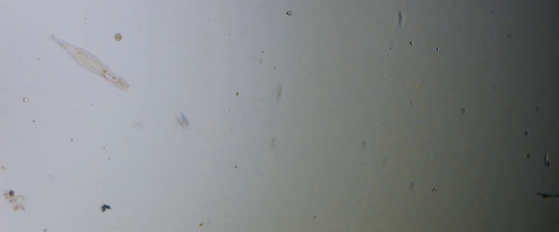 Mike Hemberger (mike-hemberger-vzww8) - Roboflow Universe