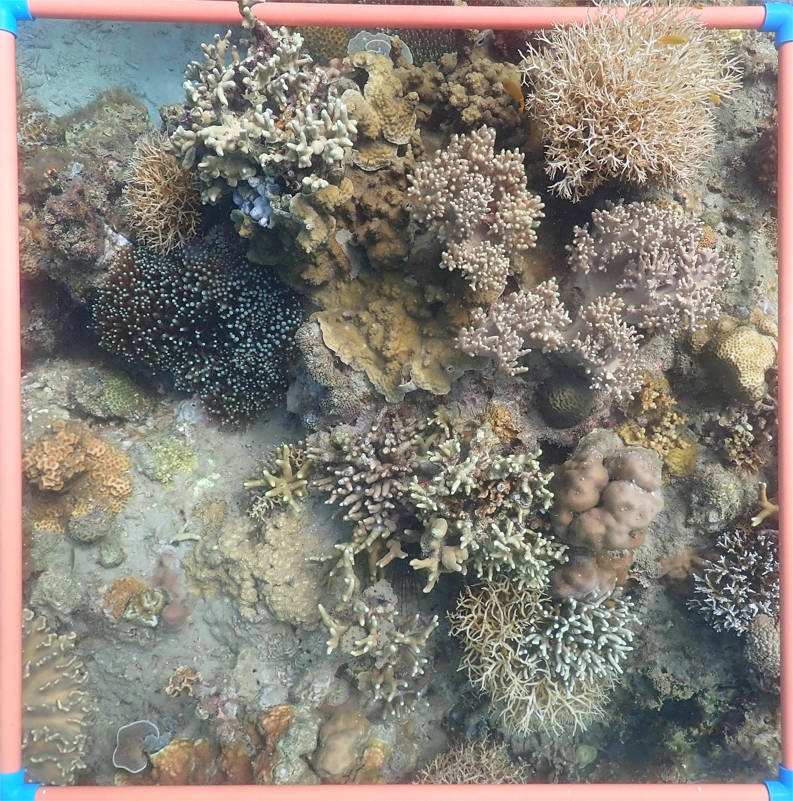 Coral Quadrat MD Object Detection Dataset by LifeFormAnnotation