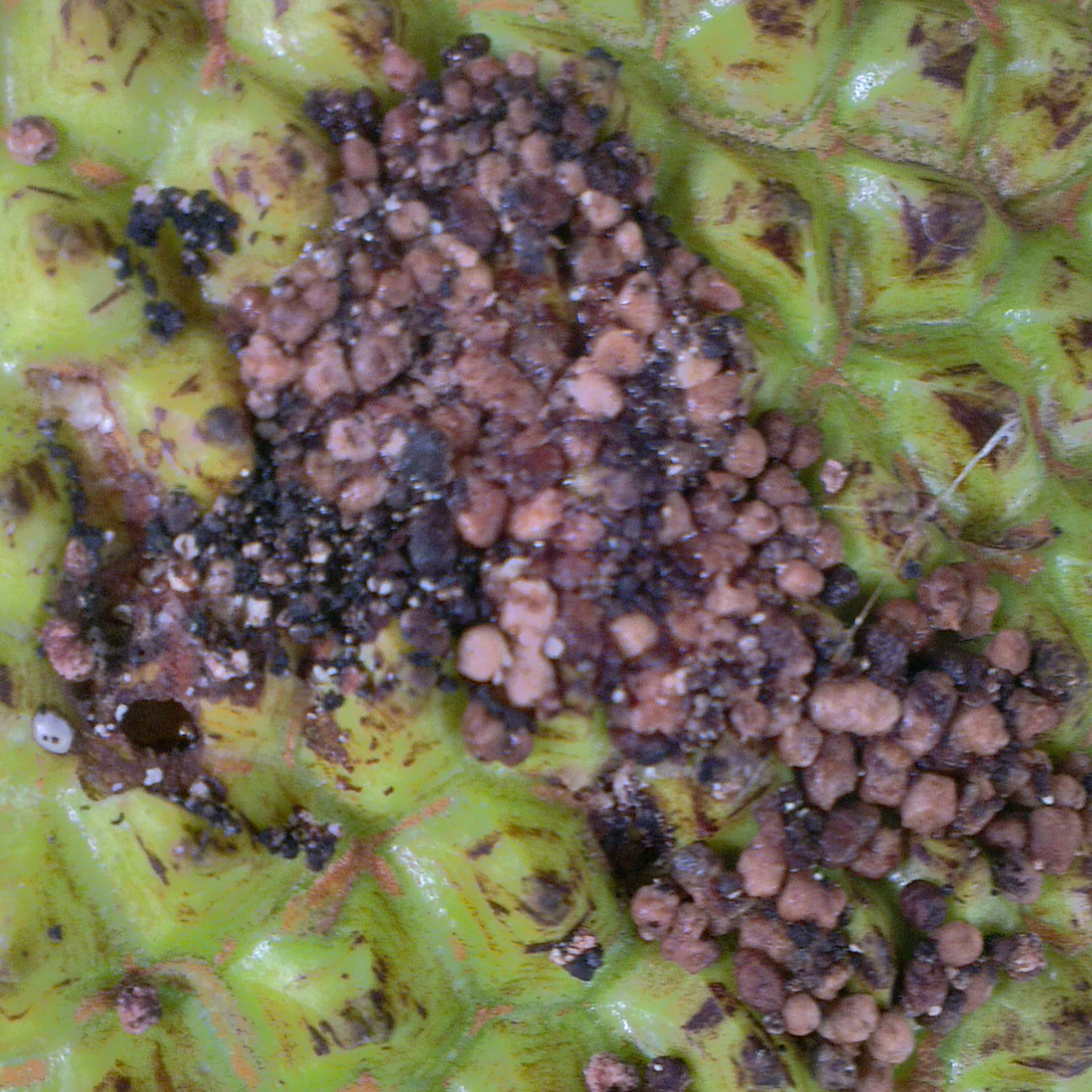 Jackfruit Disease (Segmentation) Instance Segmentation Dataset by ...