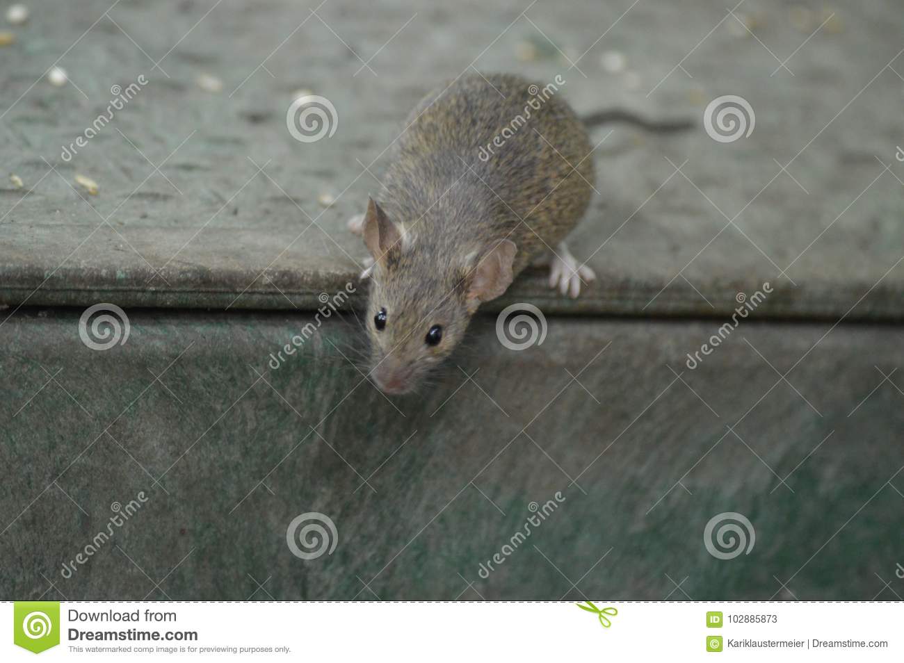 combine_mouse Object Detection Dataset by Hobbit Hut