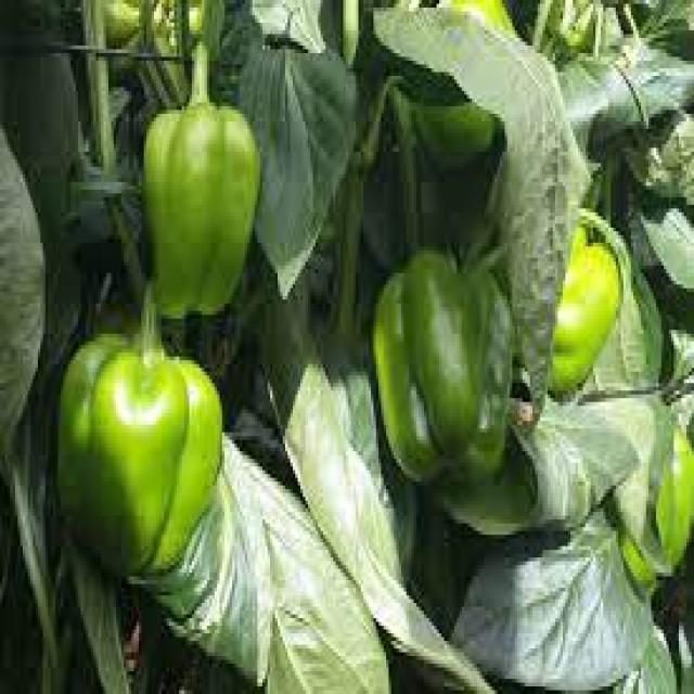 sweet_pepper_ Object Detection Dataset by Hanyang