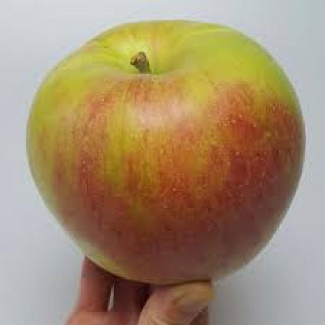 apple Object Detection Dataset by Hanyang