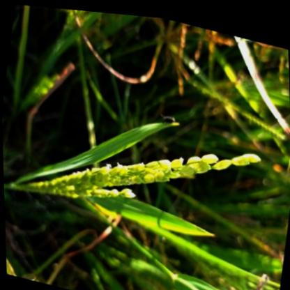 Paddy Detection Object Detection Dataset by Universitas Sultan Ageng ...