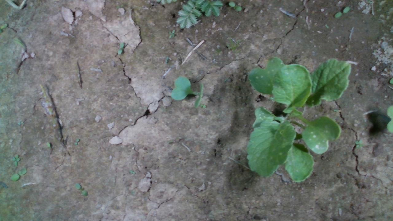 Weeds And Crop Detection V2 0 Object Detection Dataset By Weeds And Crops