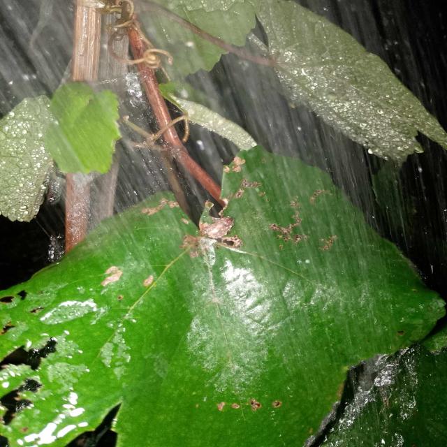 Journal Dataset Rainy Images Object Detection Dataset By Experiment