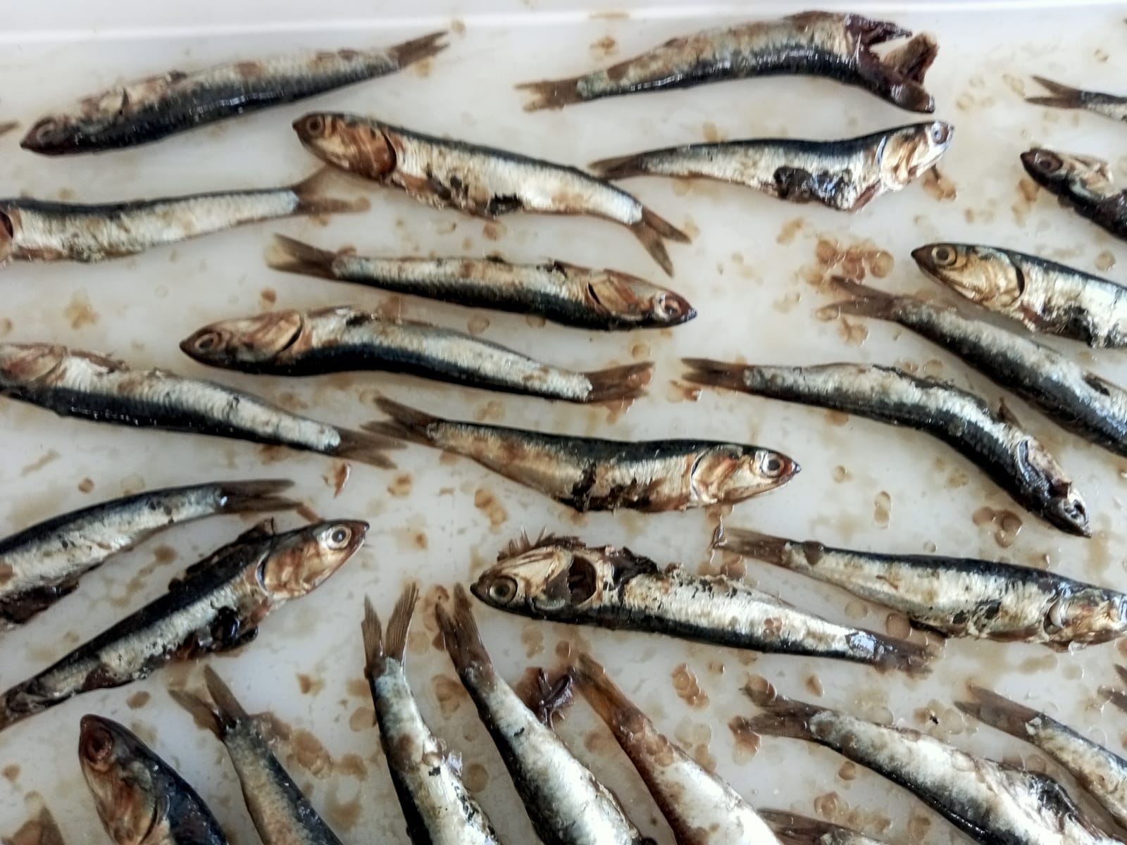 anc_s-backup Instance Segmentation Dataset and Pre-Trained Model by CV02