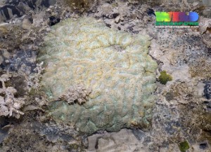 coral Classification Dataset by lol