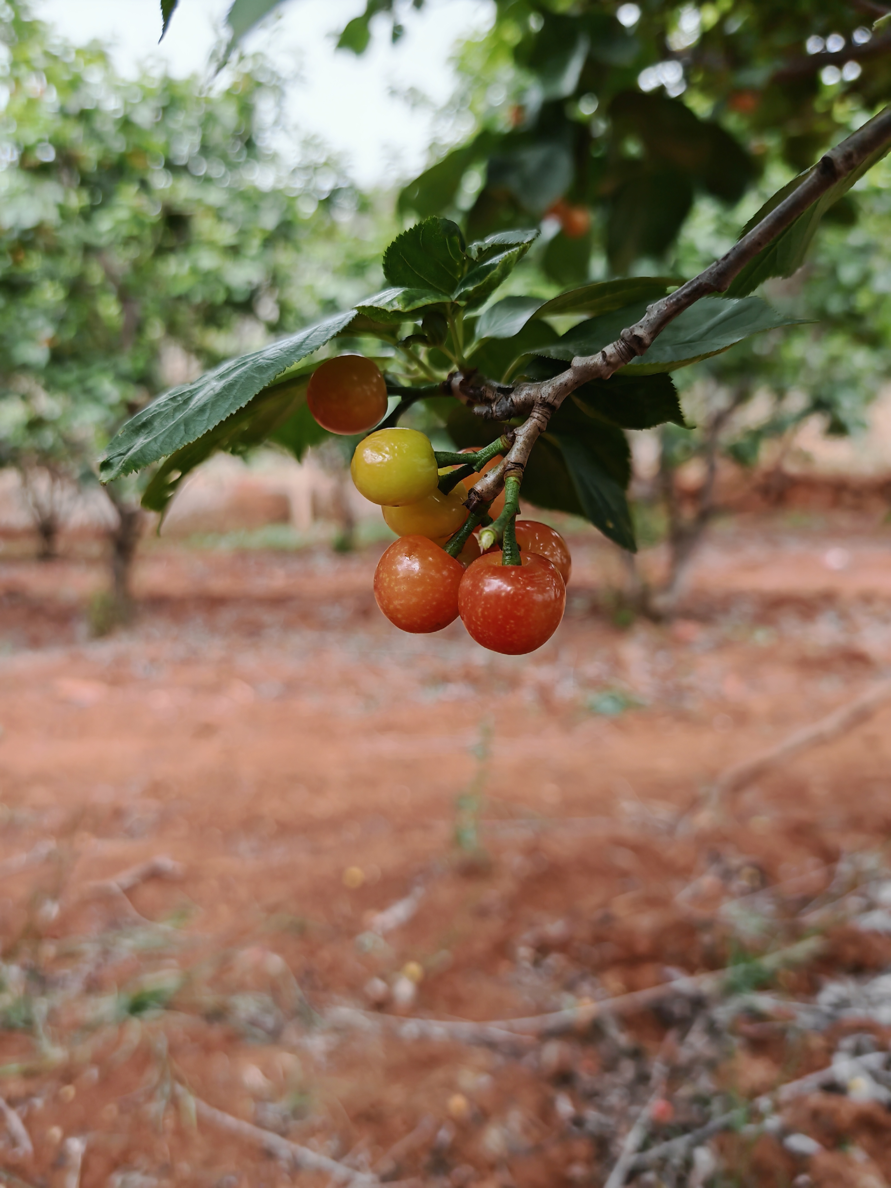 cherry Object Detection Dataset by project-k2yri