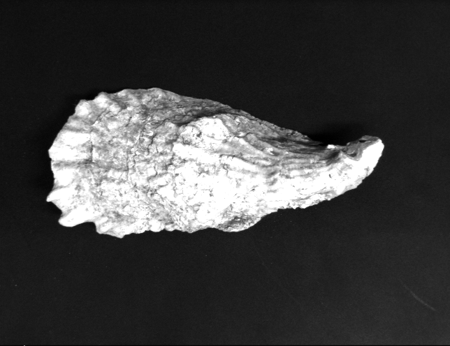 Classification - Oyster Classification Dataset by RoboticVision