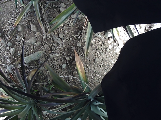 Pineapple Object Detection Dataset By Hoku