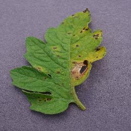 PI (pi-rkwti) - Roboflow Universe