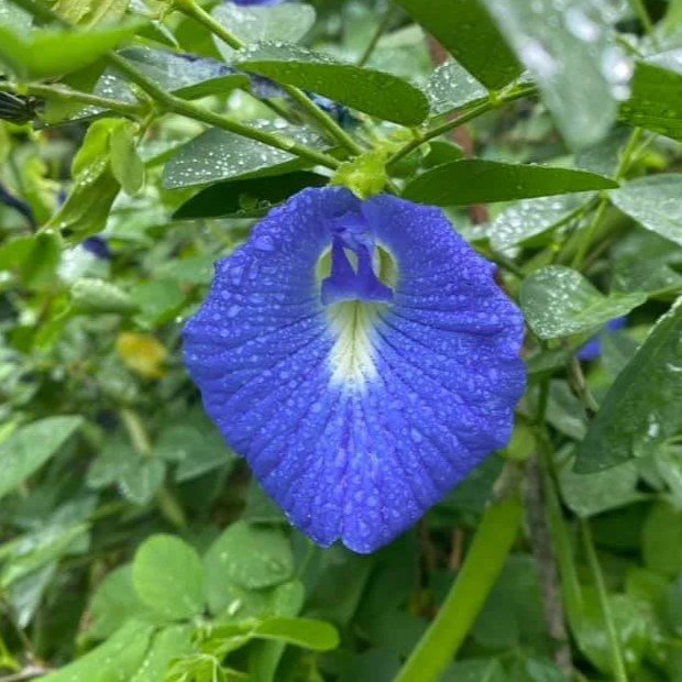 plant-classification 2 Classification Dataset by Plant