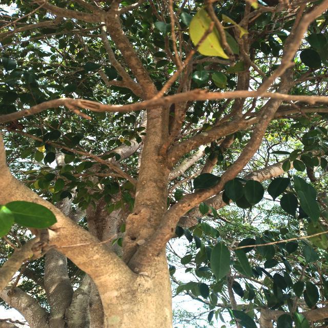 Corn Apple Leaf Branch Dataset Roboflow Universe