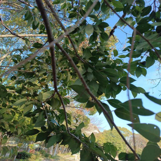 Branch Model Instance Segmentation Dataset By Corn Apple Leaf Branch Dataset