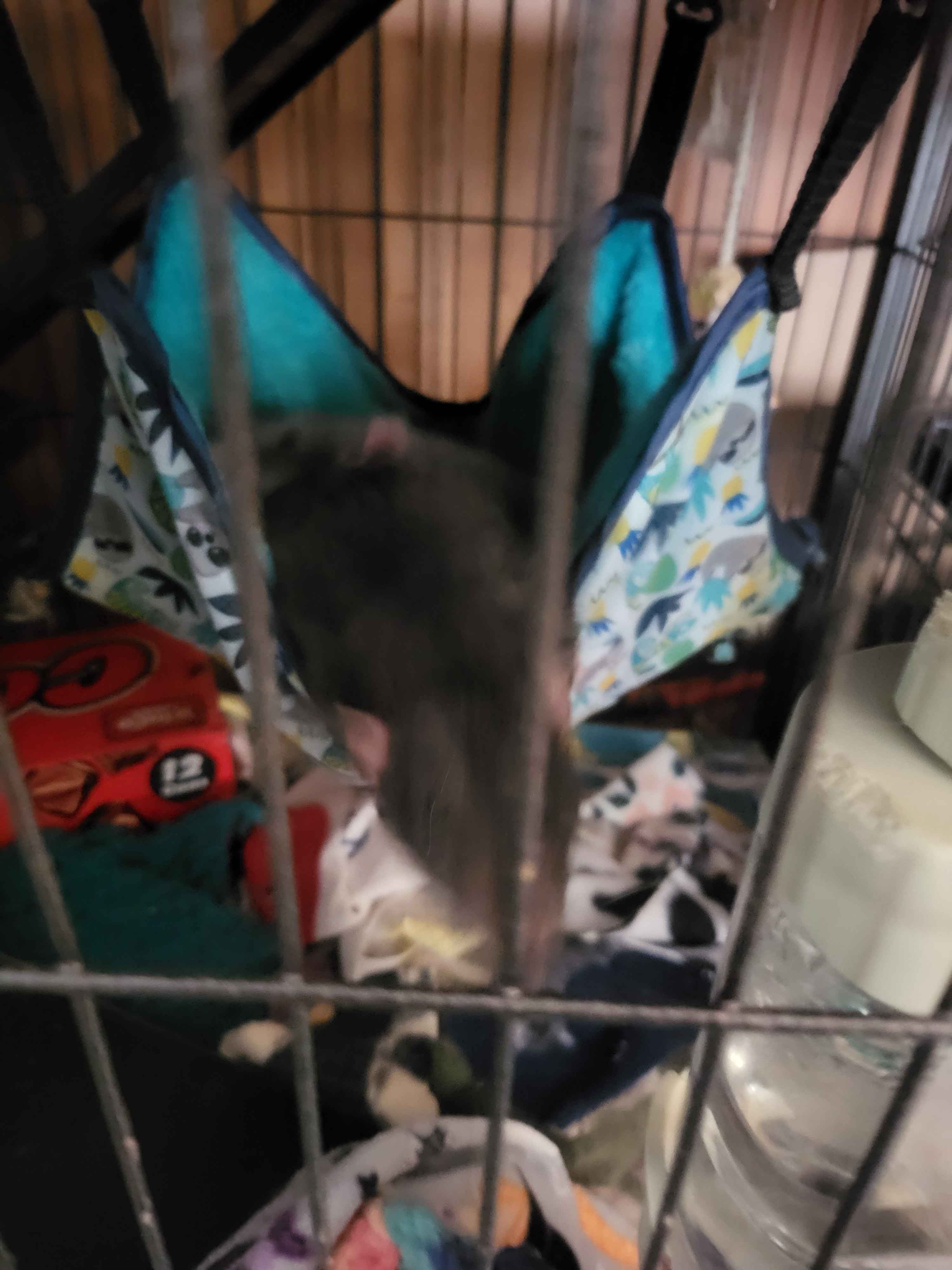 Rat And Mouse Detection Object Detection Dataset By Rat