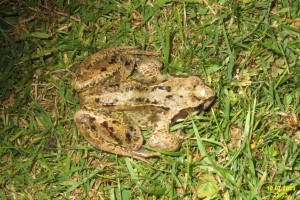 object detection Object Detection Dataset and Pre-Trained Model by frog ...