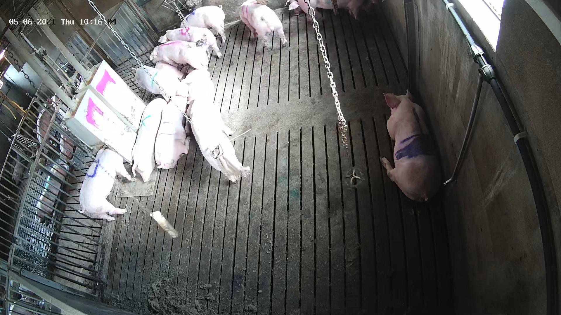 pig Object Detection Dataset by autocheckout