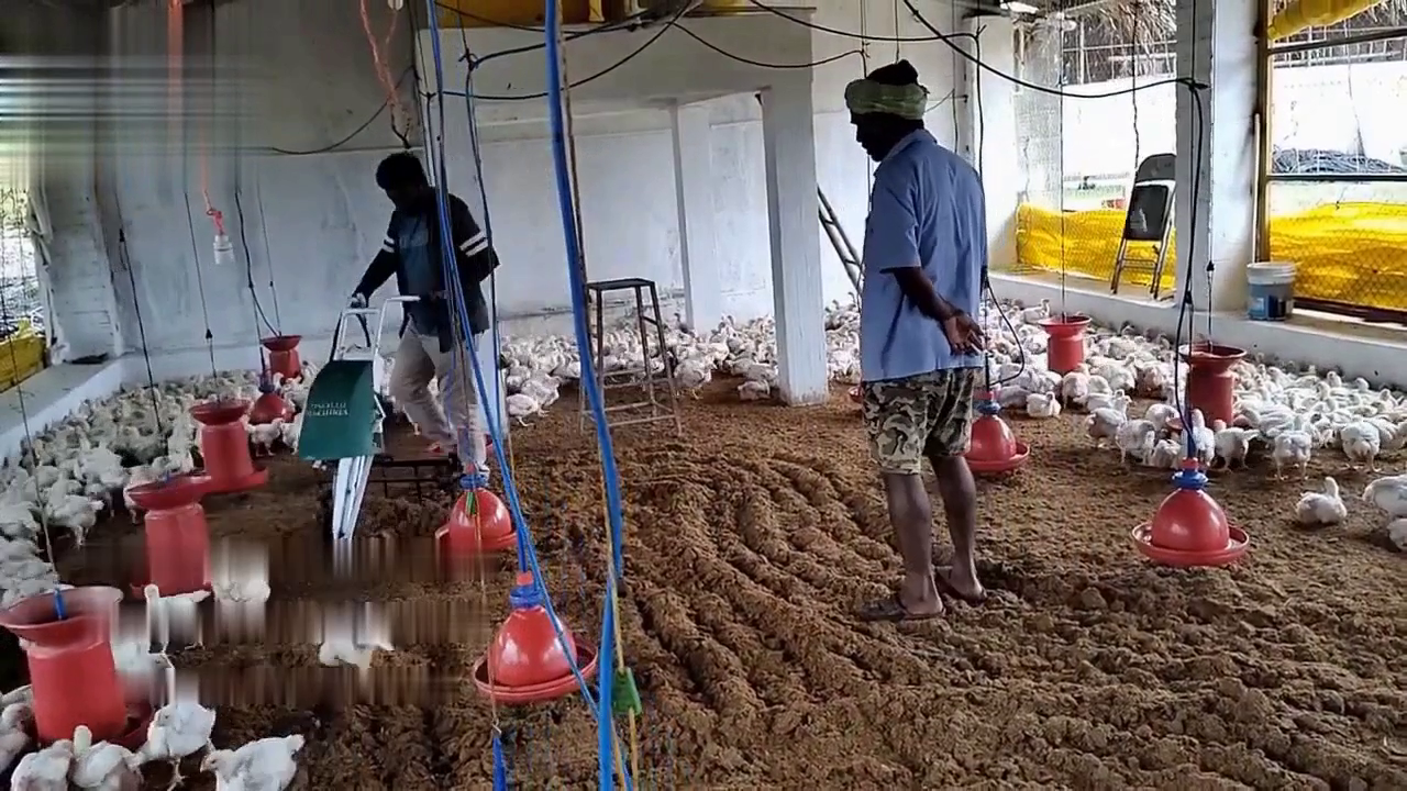 Object Detection Object Detection Dataset By Smart Poultry Litter
