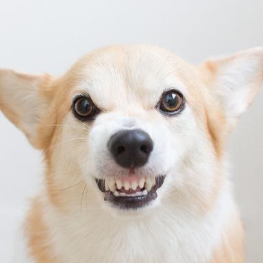 dog emotion Object Detection Model by test
