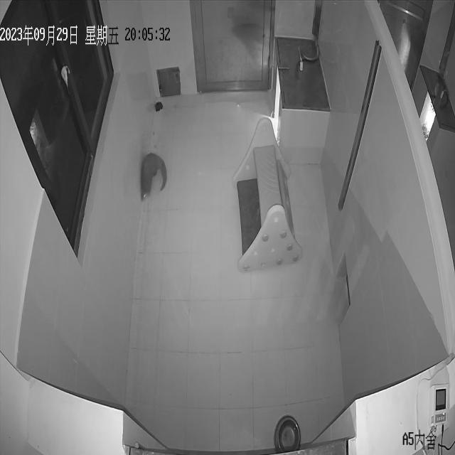 Pangolinsaredying Object Detection Dataset By Pangolin Detection