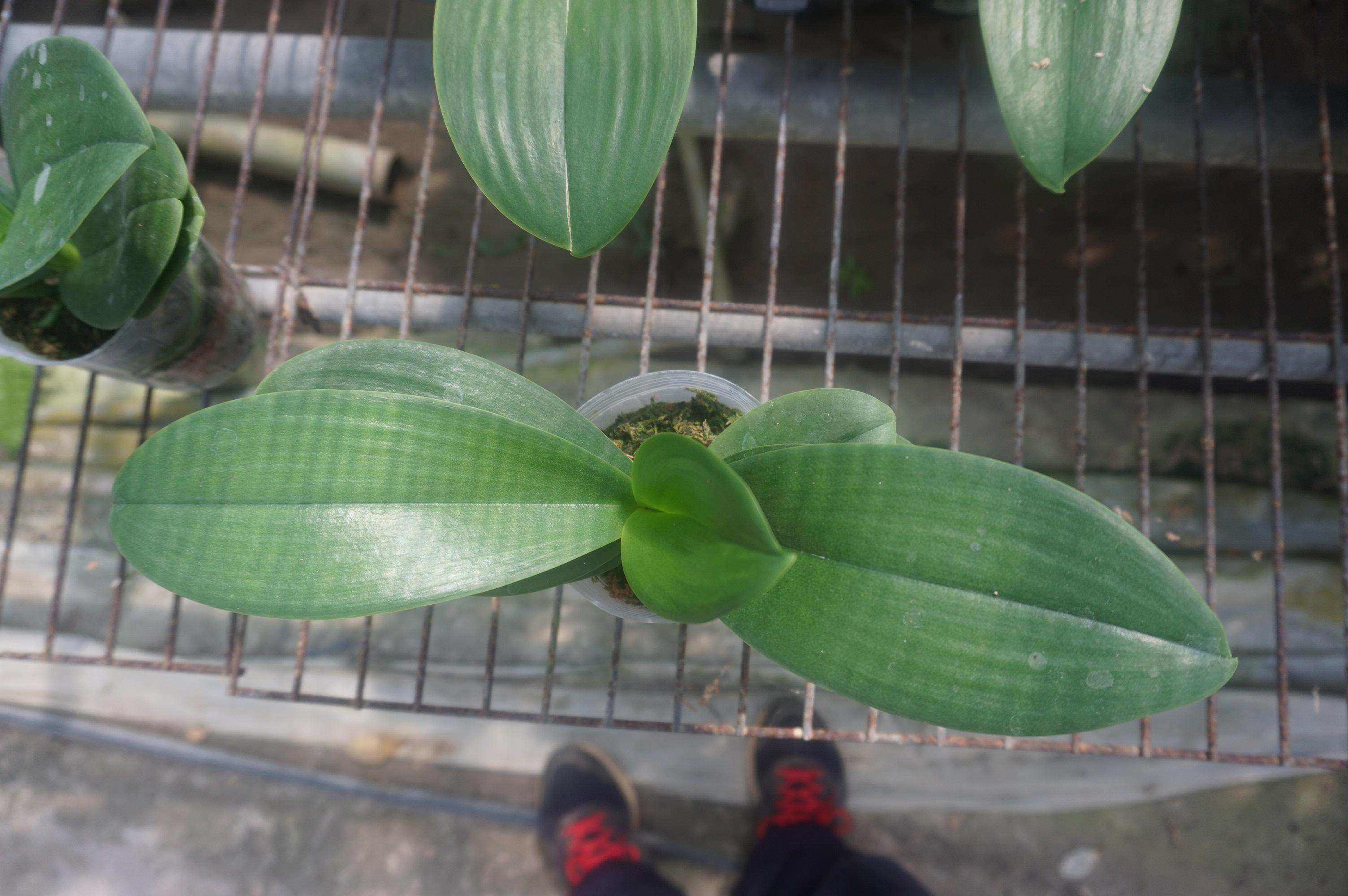orchid up2 Instance Segmentation Dataset by school