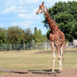 elephant Object Detection Model by saharat