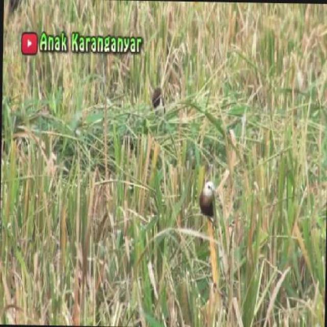 AILAB (ailab-rjt3d) - Roboflow Universe