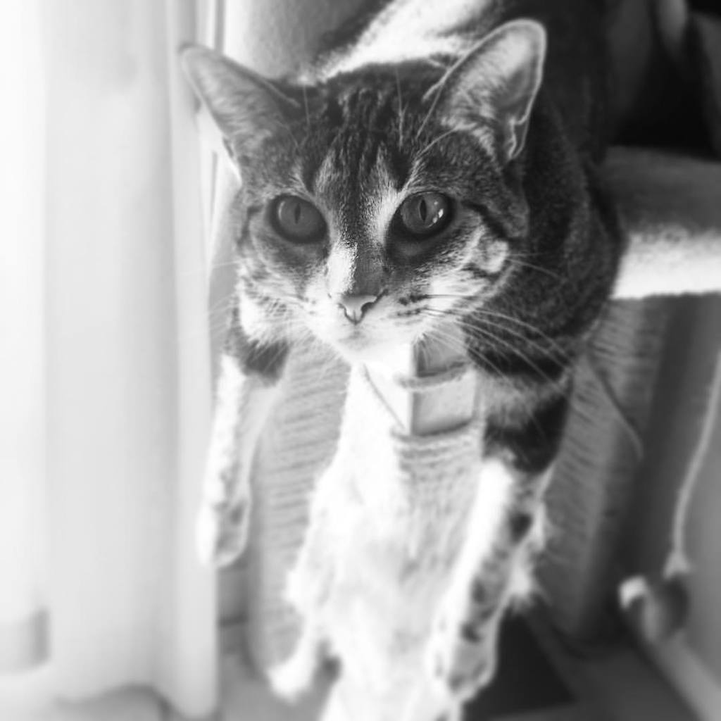 Meat Freshness Detection Object Detection Model by YOLOtest