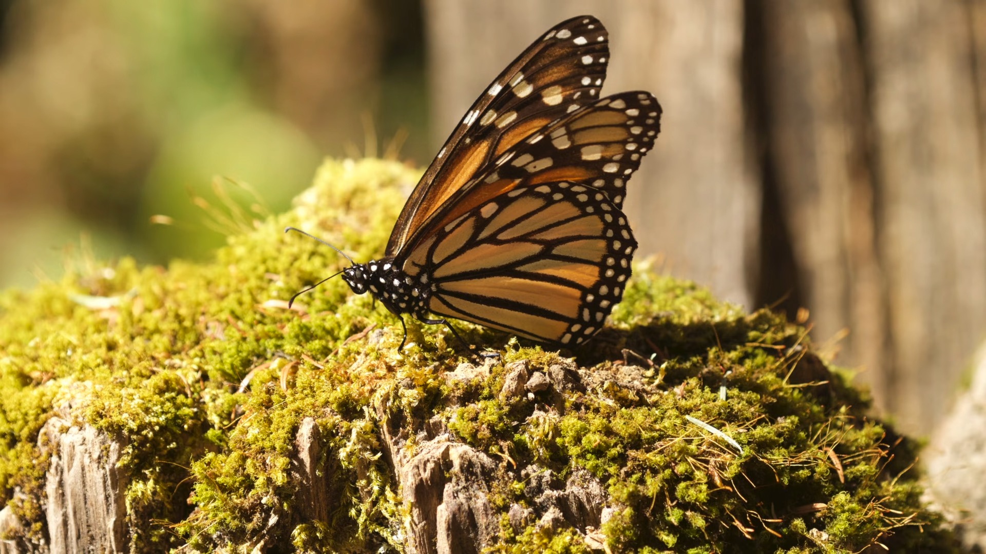 Scott Cole (scott-cole-a3ty4) - Roboflow Universe