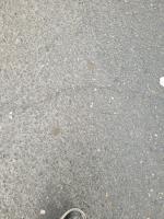 rat 231 - Roboflow Universe