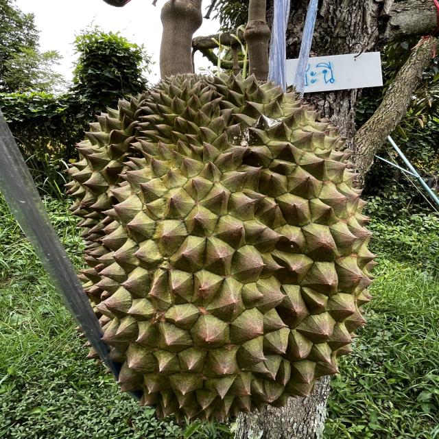 Classufucatuib Durian Classification Dataset by Object Detection For Game