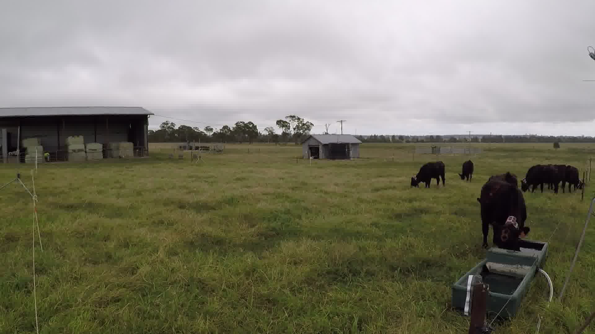 cow Object Detection Dataset by pigdetection