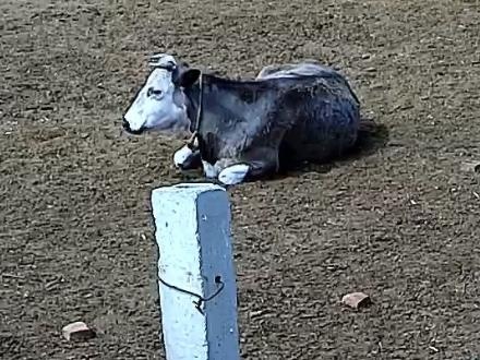 cow-p Object Detection Dataset by pigdetection